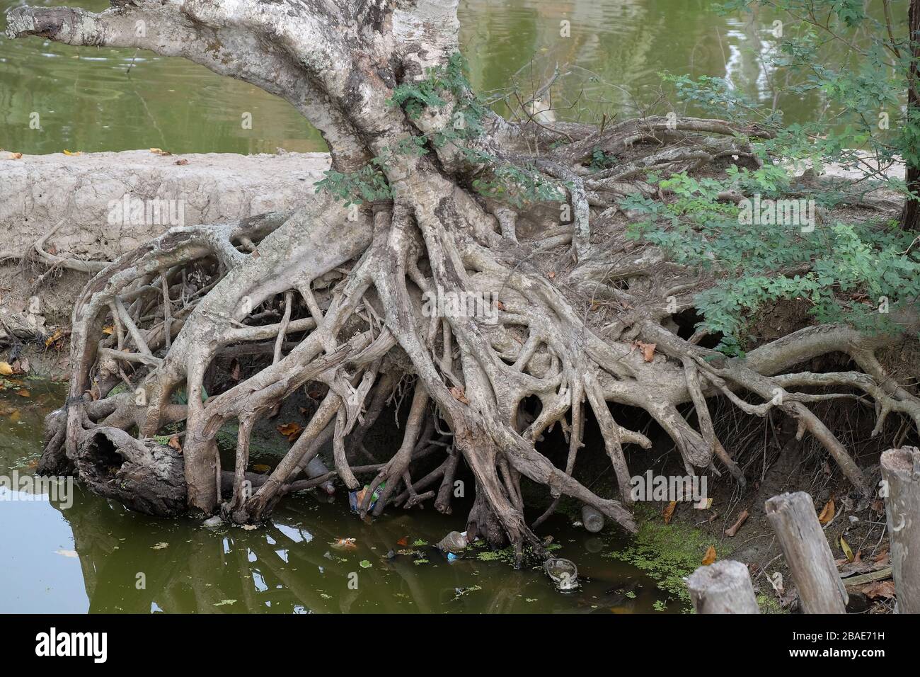 Tree root underground hi-res stock photography and images - Alamy
