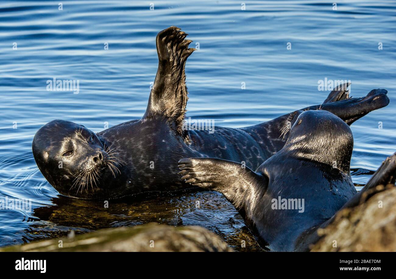 Fighting Ladoga ringed seals. Blue water background. Scientific name ...