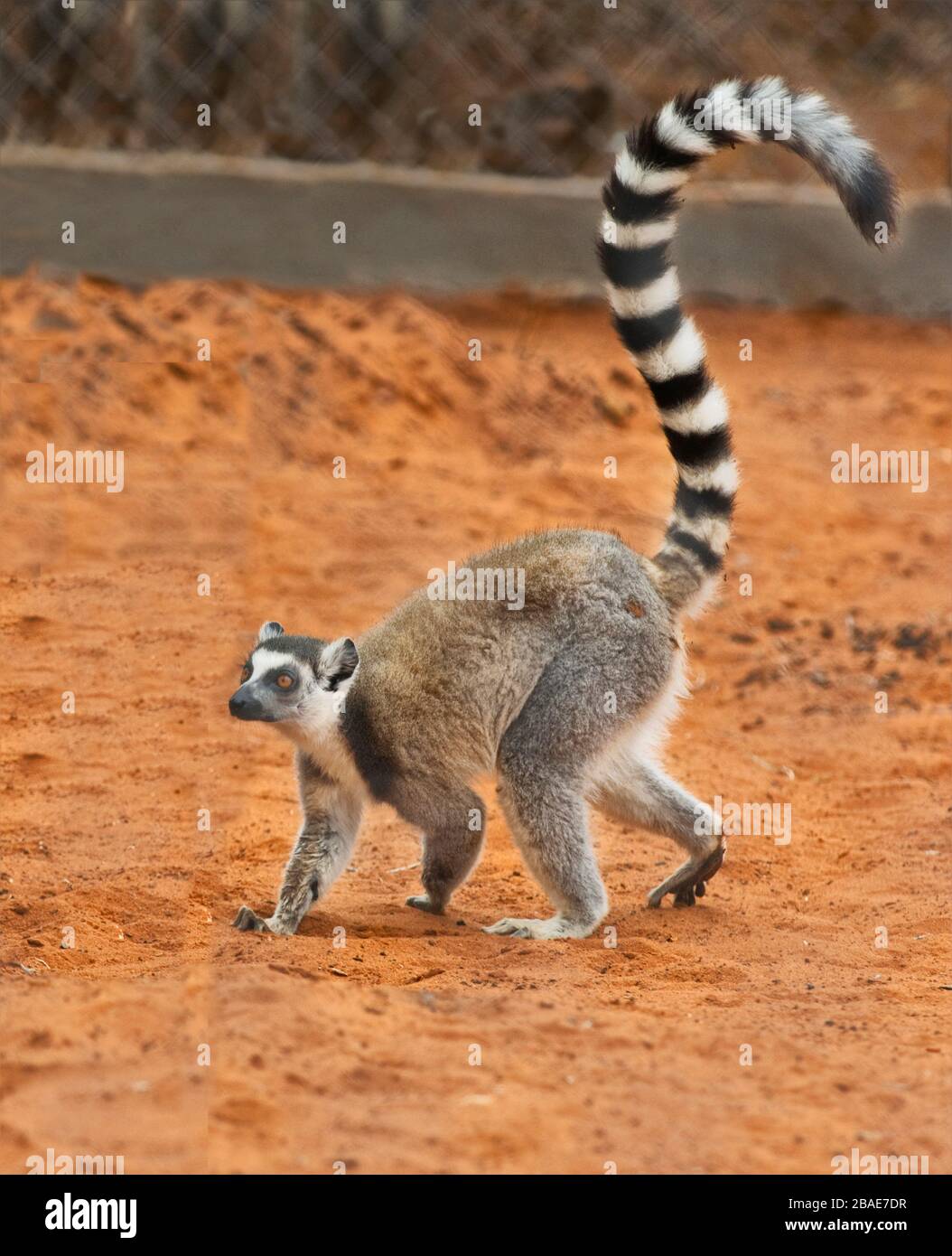 Indian Ocean, Madagascar, Tular (Toliara), Reniala Private Reserve ...