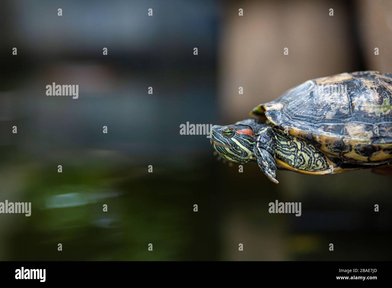 Red Eared Terrapin - Trachemys scripta elegans. Red eared slider turtle ...