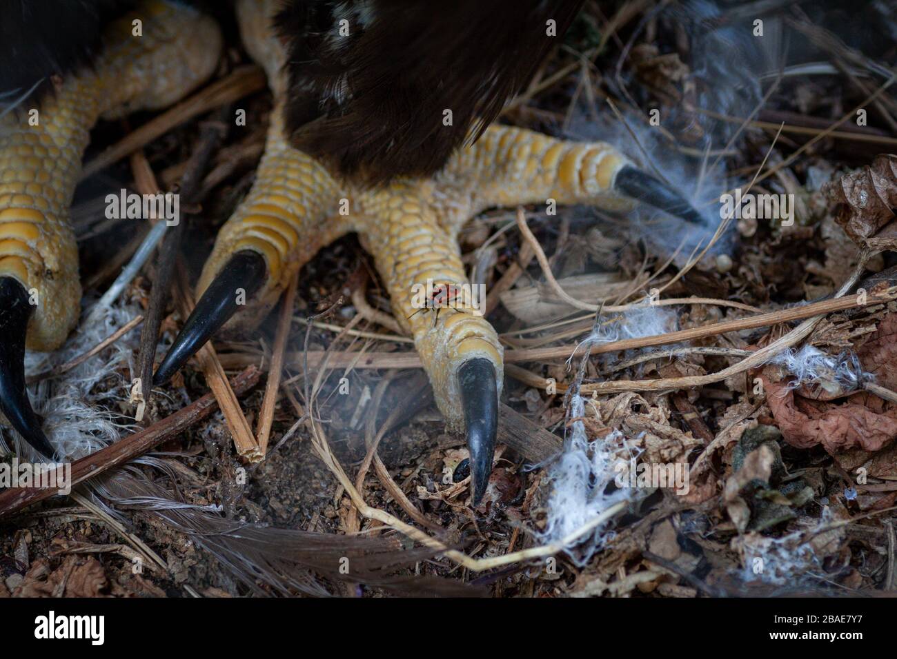 Bald eagle claws close up hi-res stock photography and images - Alamy