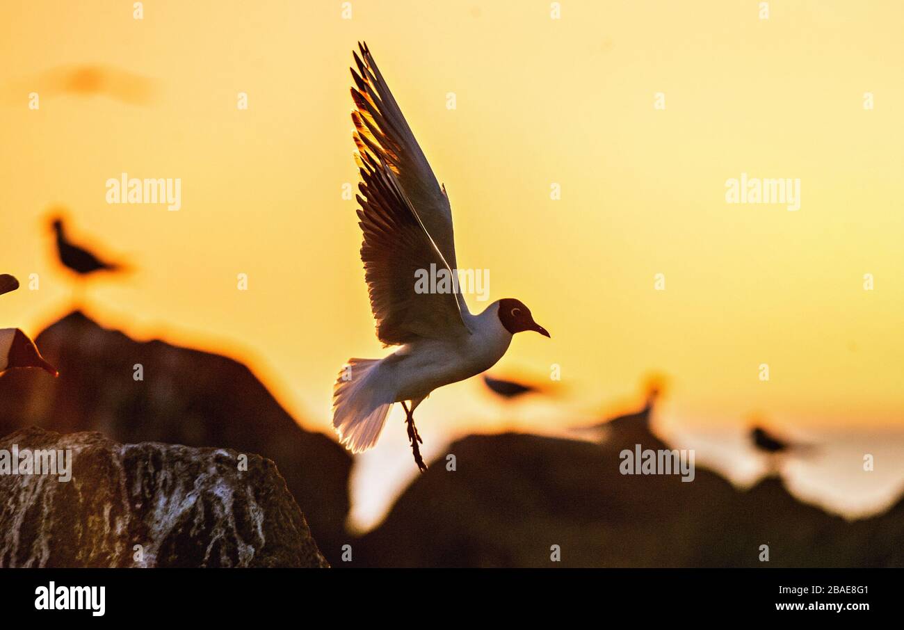 The flying seagull in backlight of the sunset. Sunset background. The ...