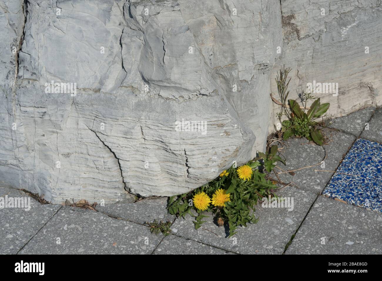 Dandelions blooming next to an ancient, sedimentary rock in Manhattan’s ...