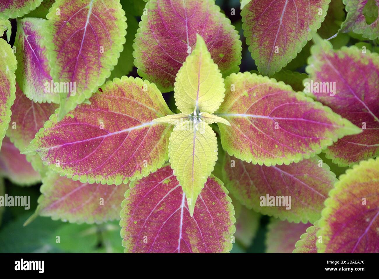 Coleus plant hi-res stock photography and images - Alamy