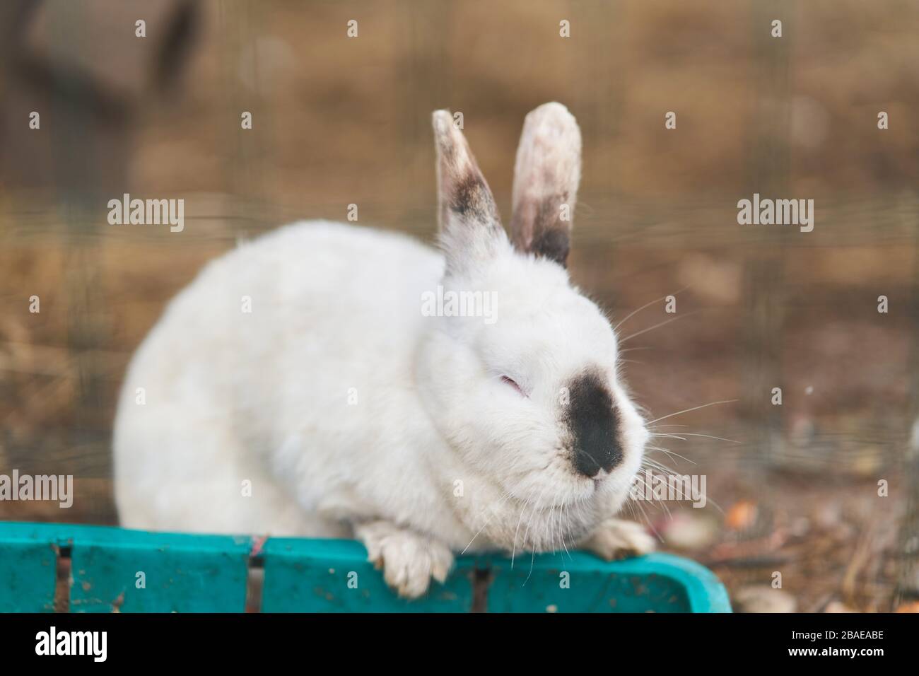 Rabbit eats grass hi-res stock photography and images - Alamy