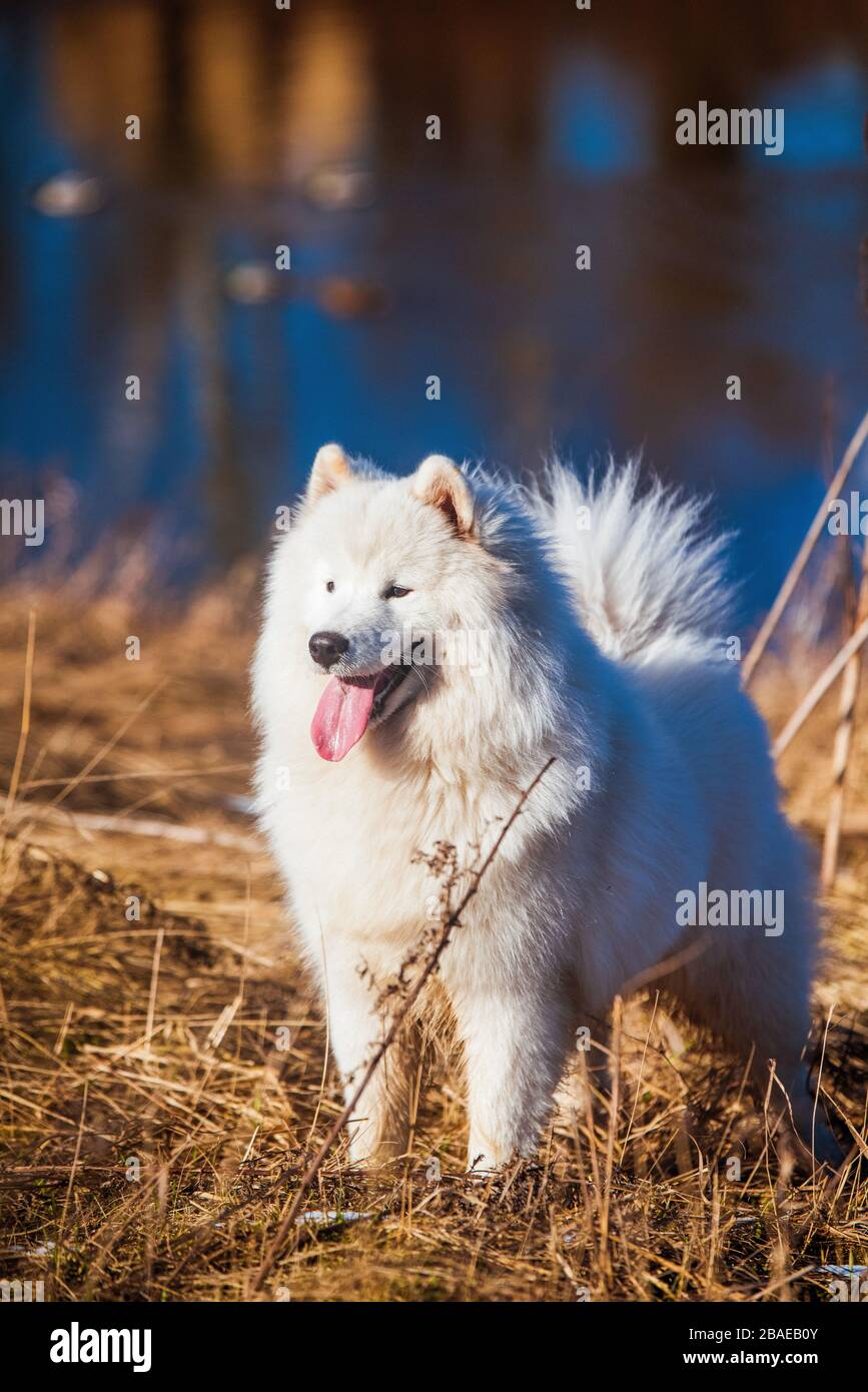White fluffy Samoyed dog puppy is walking outside Stock Photo - Alamy