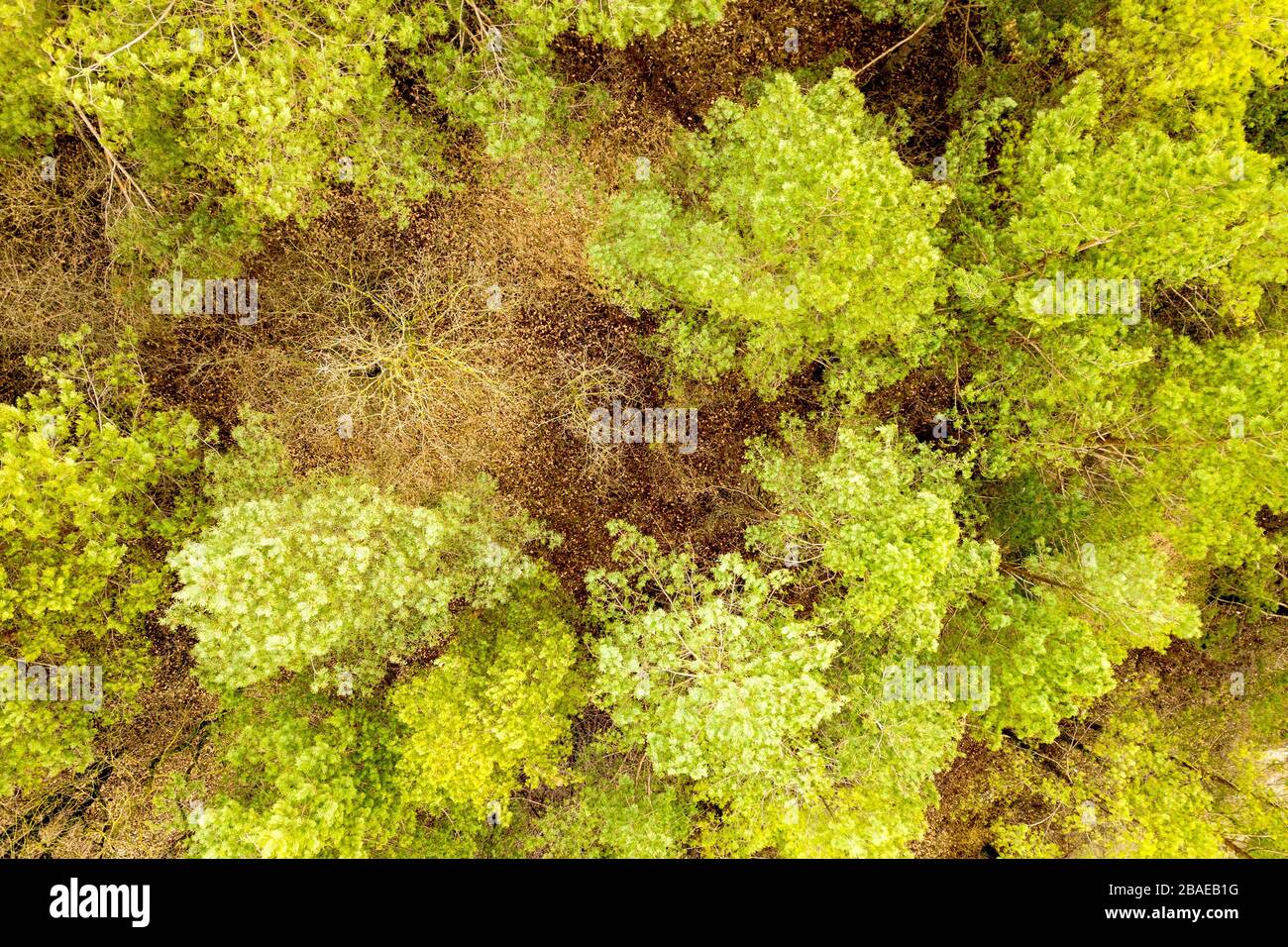 Top down aerial view of green summer forest with many fresh trees Stock ...