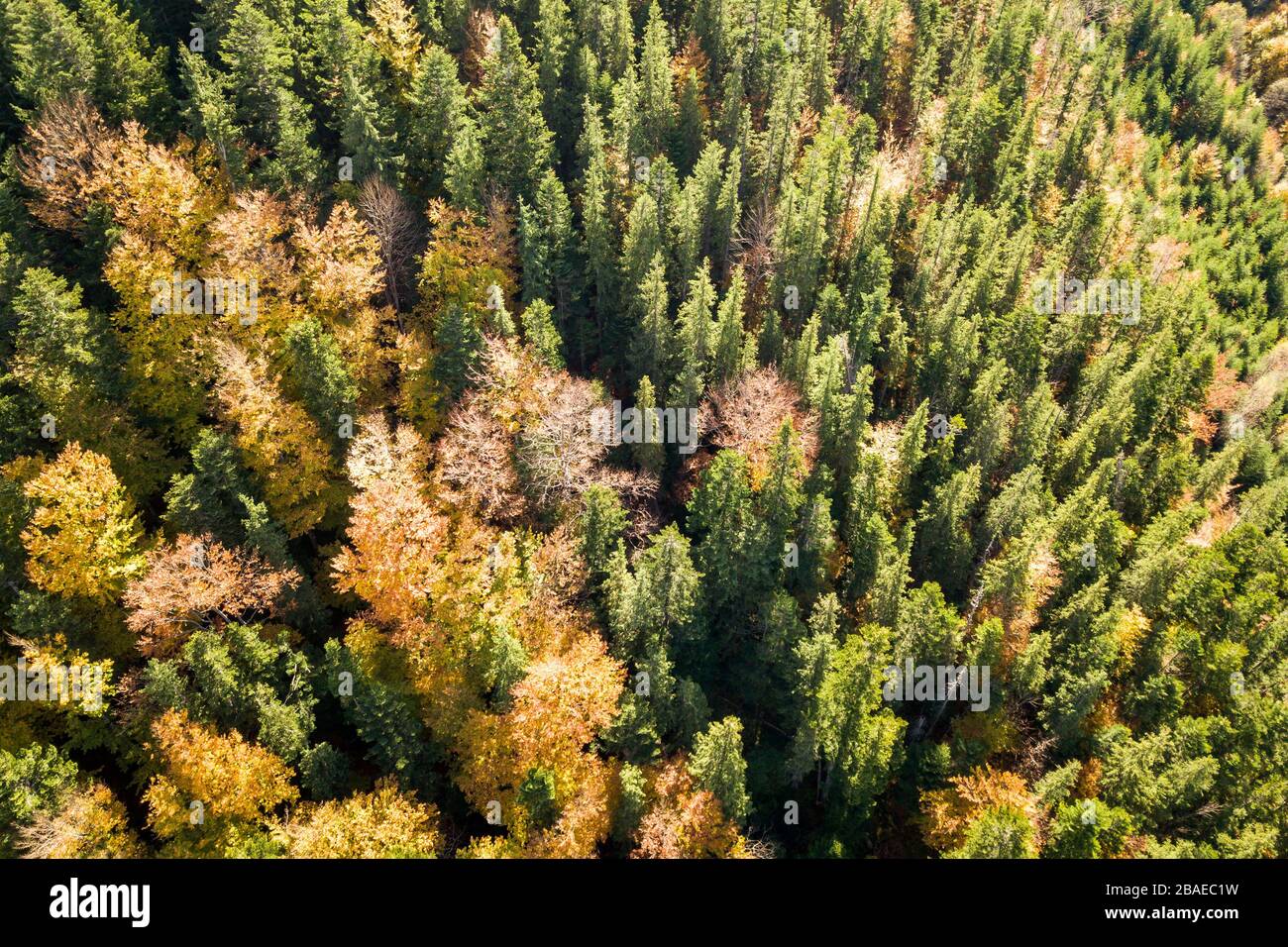 Top down aerial view of green and yellow autumn forest with many fresh trees Stock Photo - Alamy