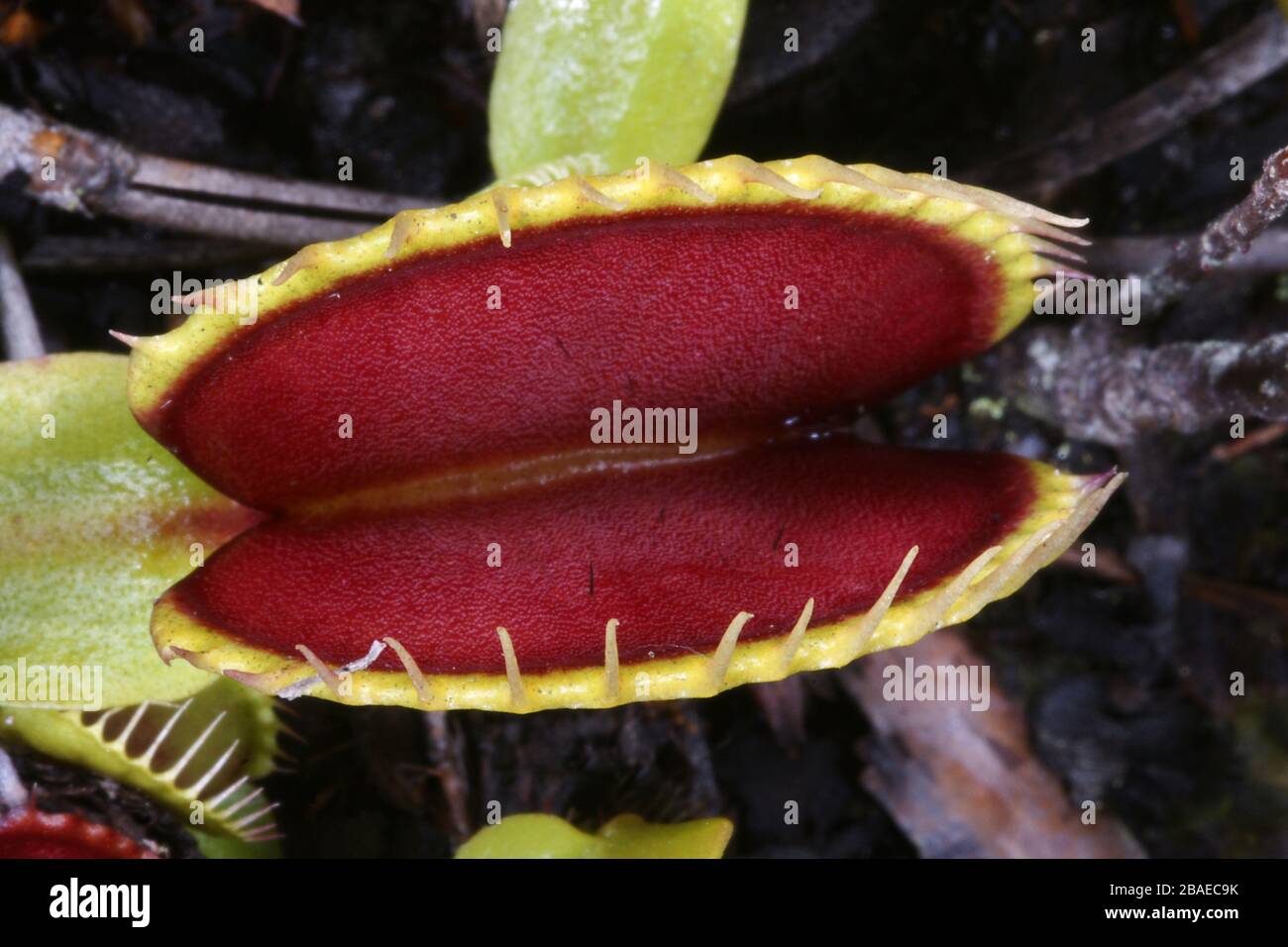 Trap of the carnivorous Venus Flytrap, Dionaea muscipula, growing in ...