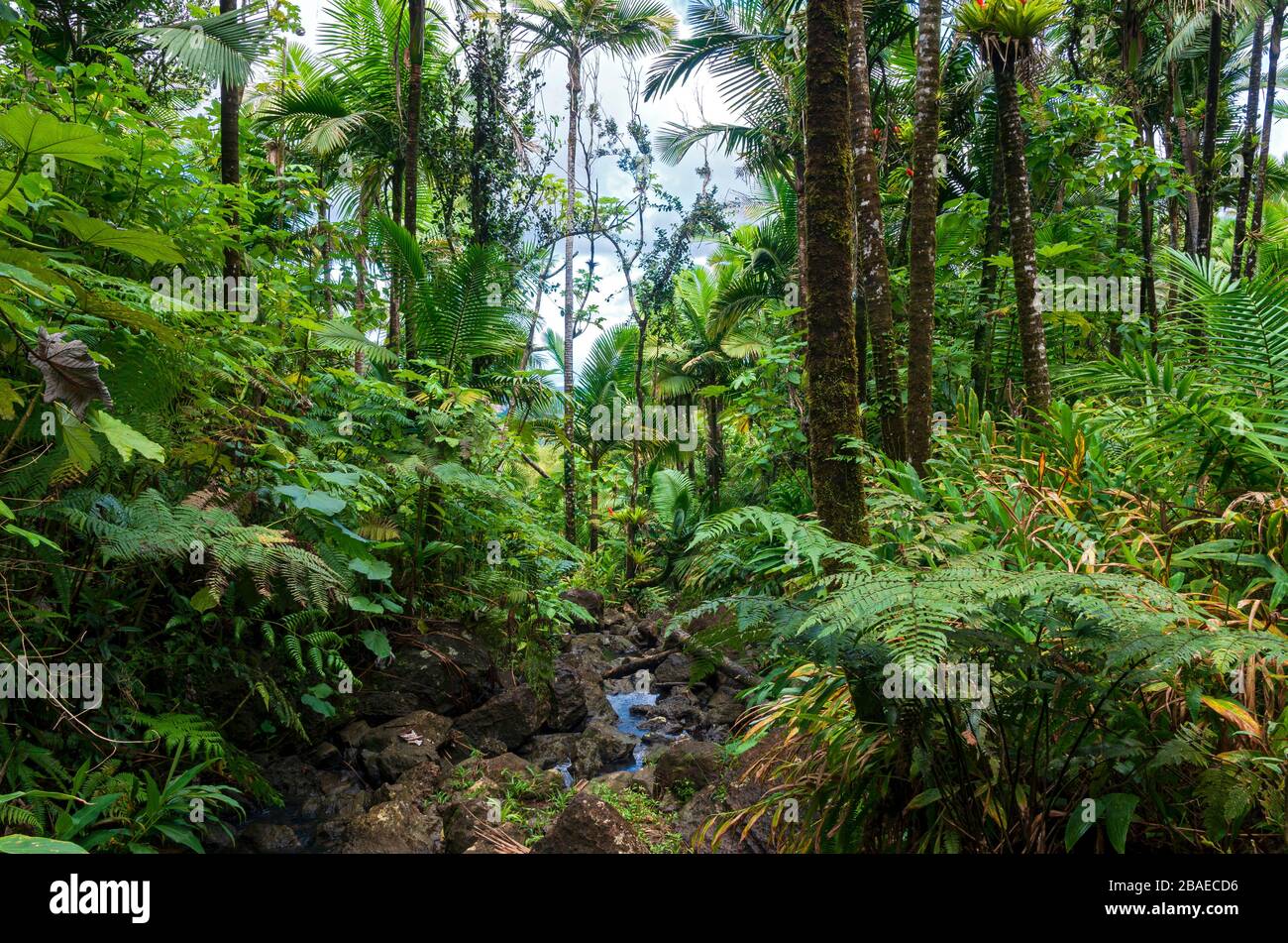 tropical flora of el yunque national forest in puerto rico Stock Photo ...
