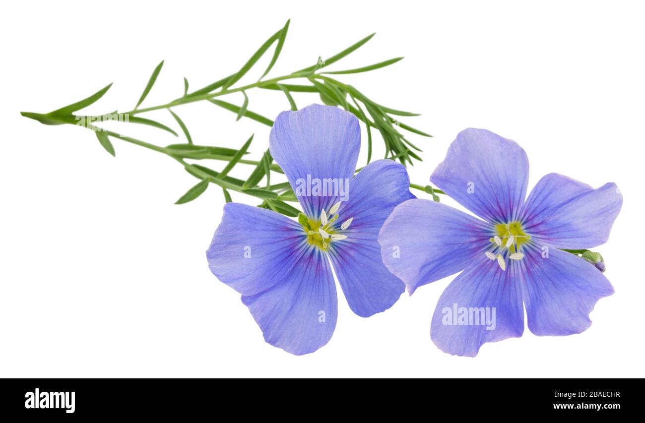 Flax blue flowers isolated on white background Stock Photo - Alamy