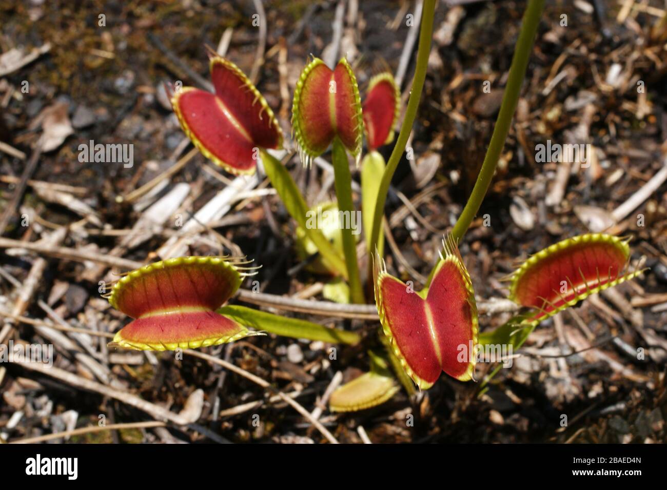 Plant of the carnivorous Venus Flytrap, Dionaea muscipula, in its ...