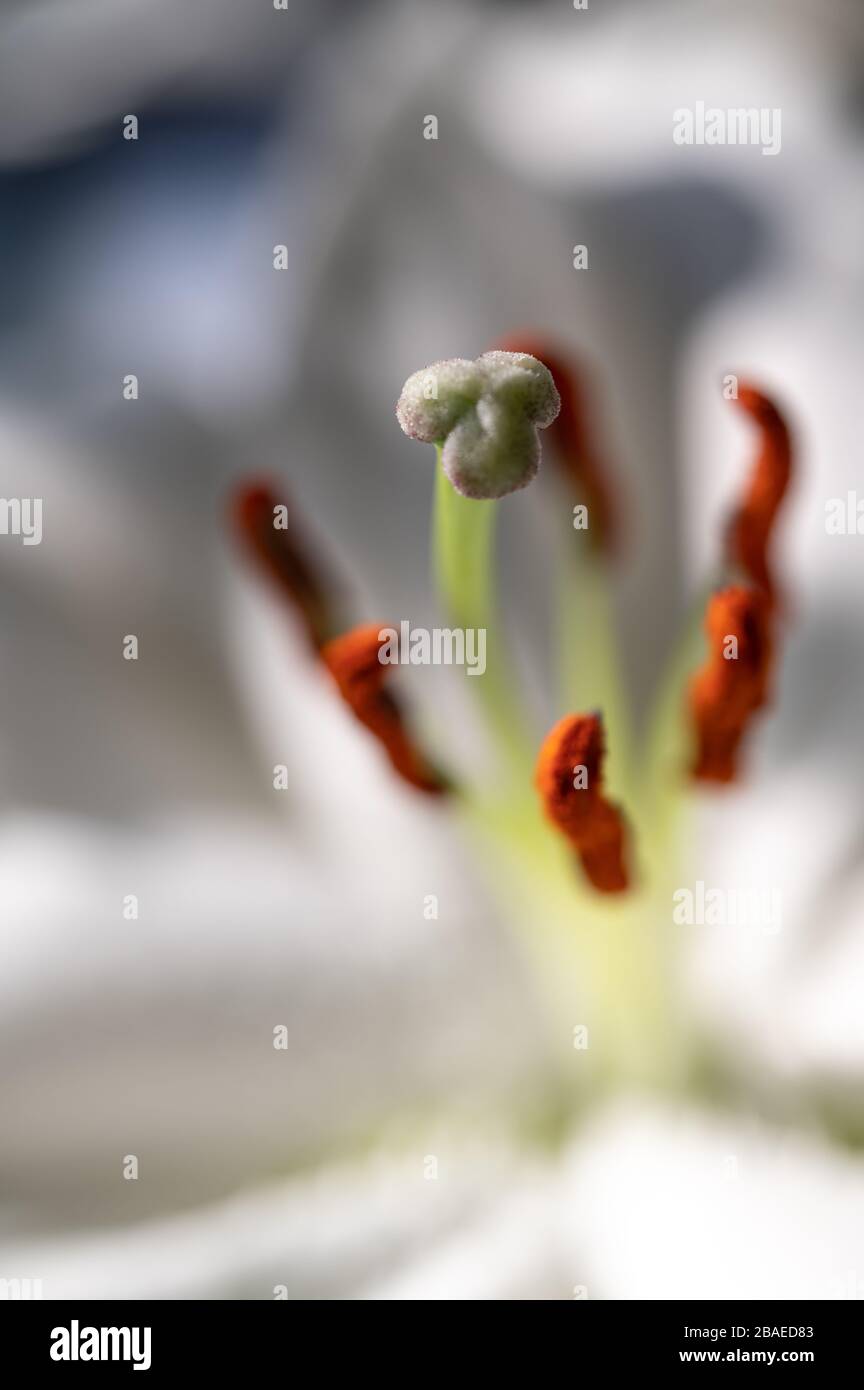 Closeup macro photo of a white lily flower's stigma, style, stamens ...