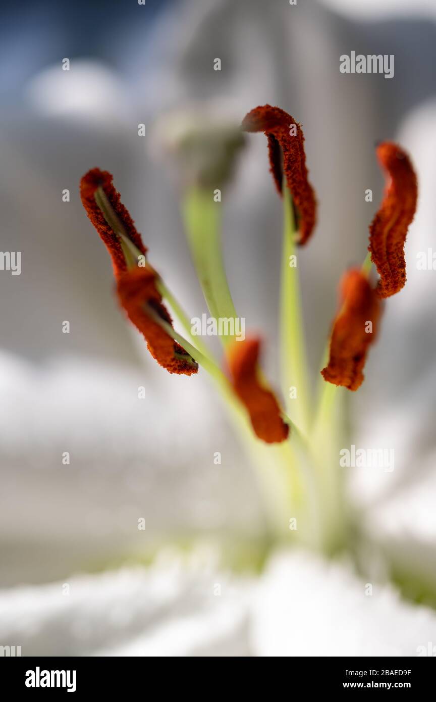 Closeup macro photo of a white lily flower's stigma, style, stamens ...