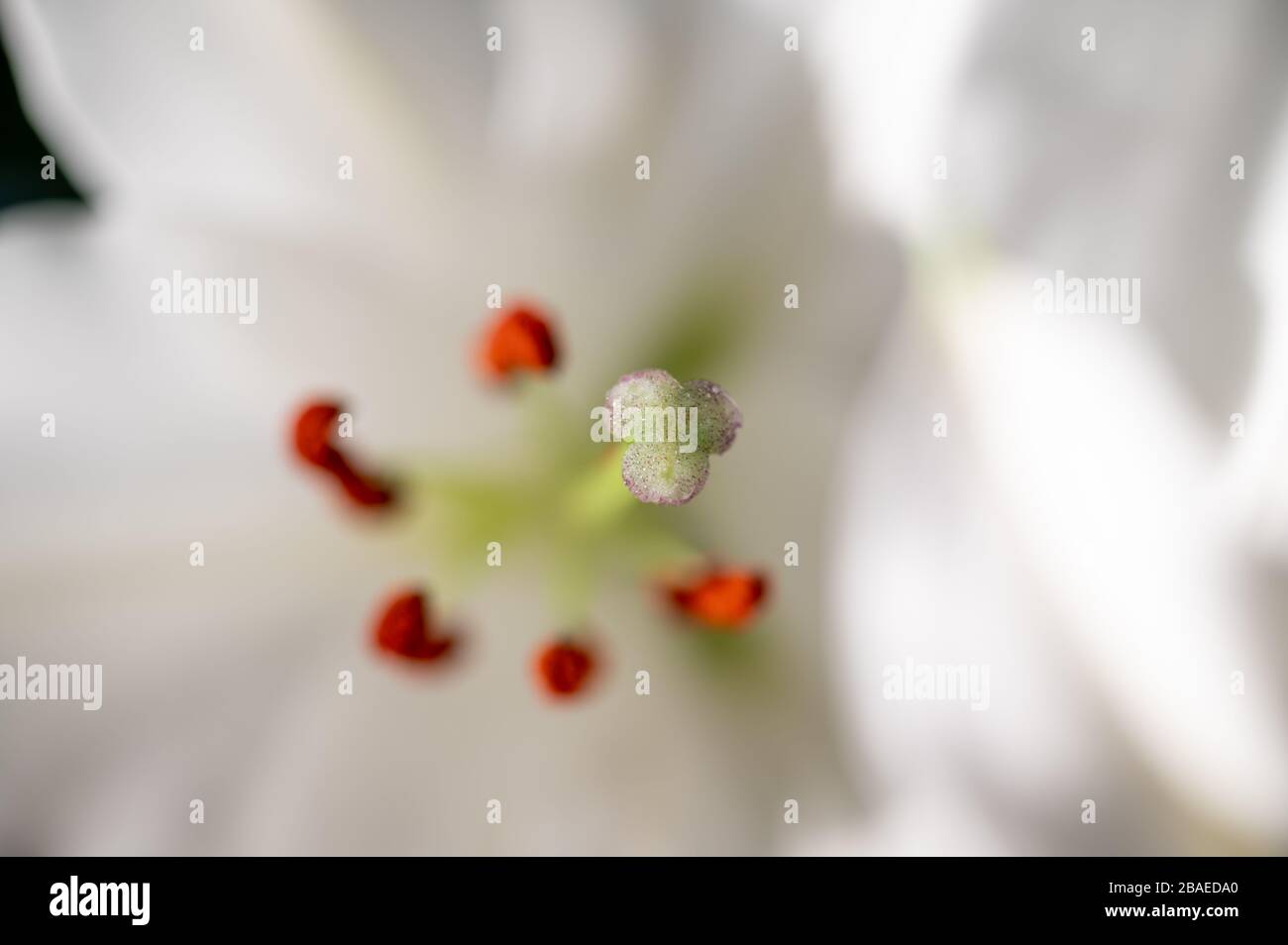 Plant petals stamens stigma hi-res stock photography and images - Alamy