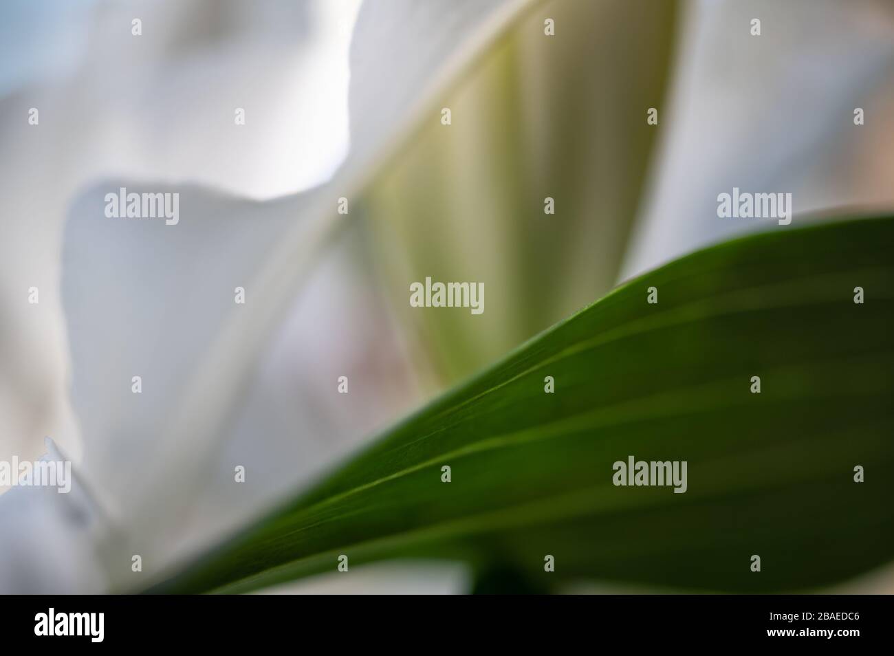 Abstract closeup of details of a white lily flower Stock Photo - Alamy