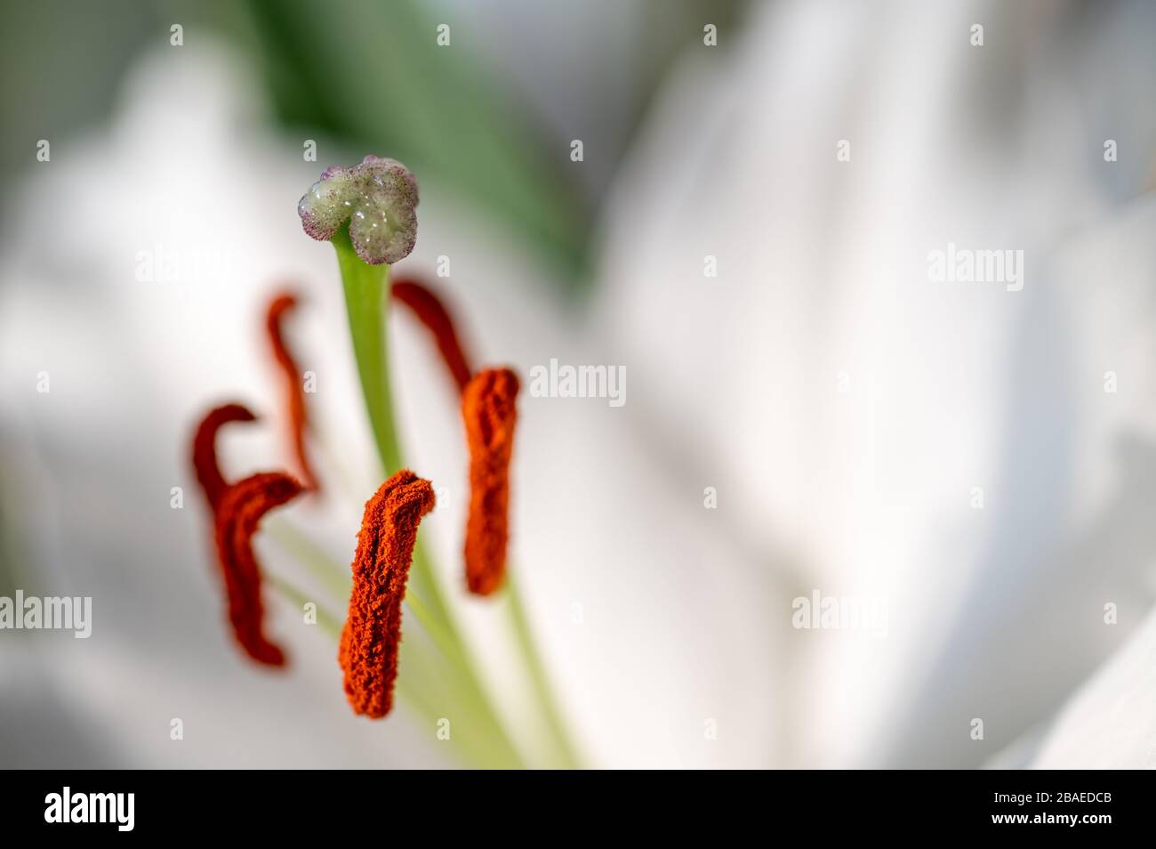 Closeup macro photo of a white lily flower's stigma, style, stamens ...