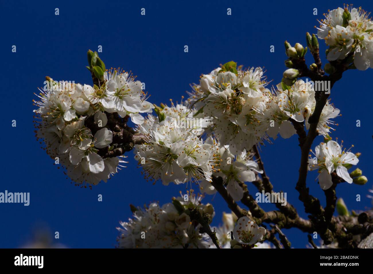 Damson Blossom High Resolution Stock Photography and Images - Alamy