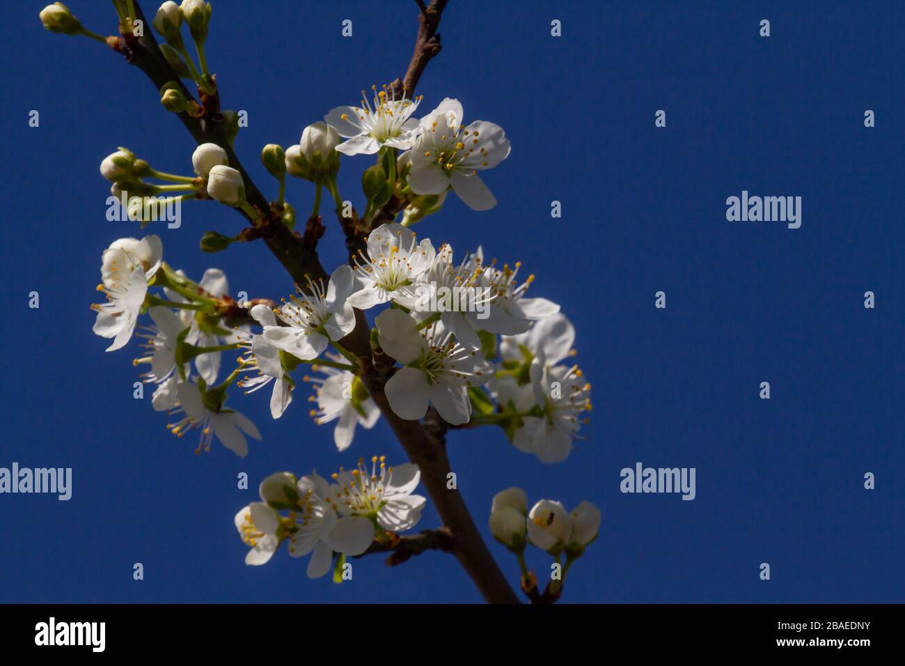 Damson blossom. Spring. British Isles Stock Photo - Alamy