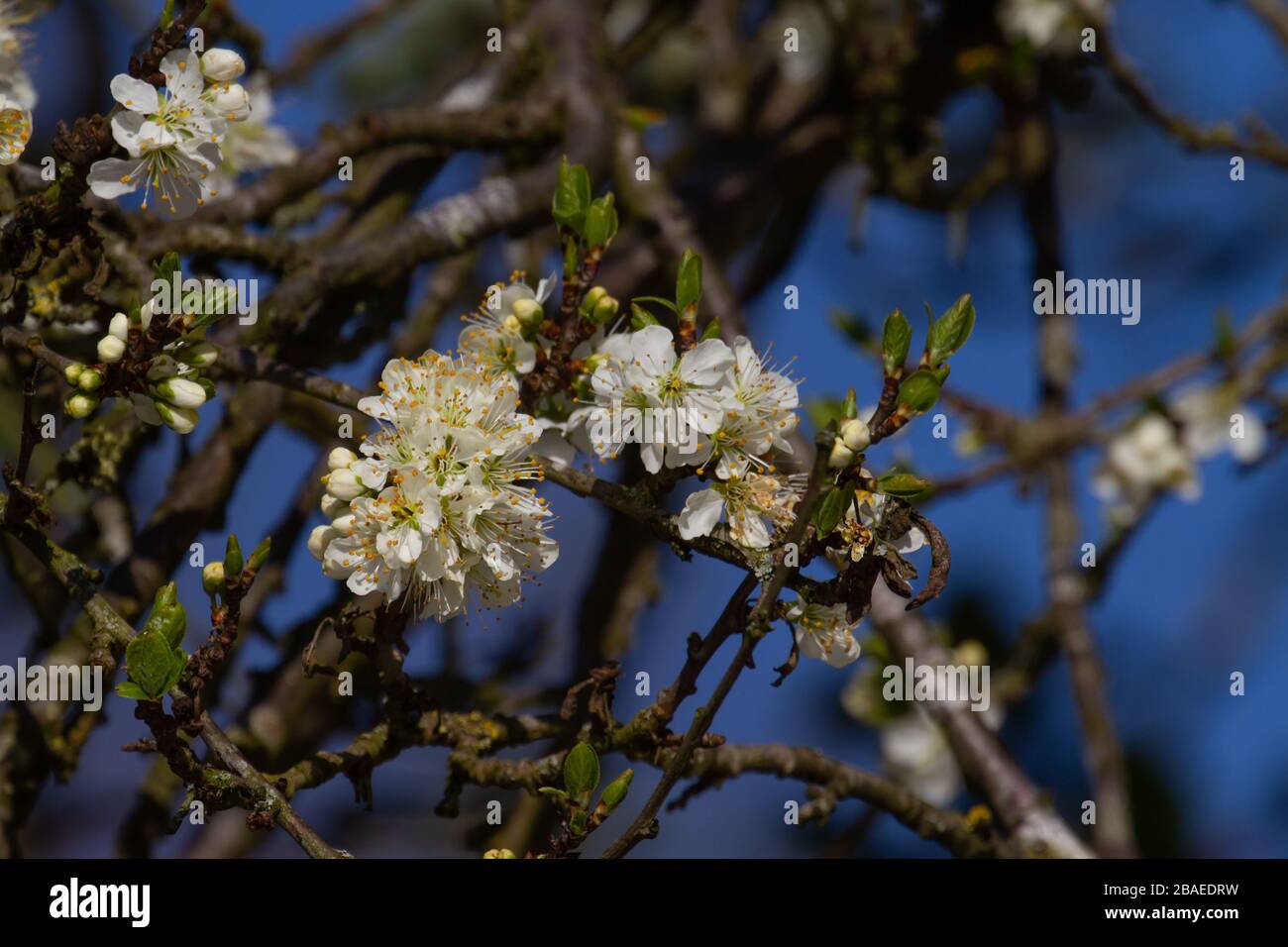 Damson blossom. Spring. British Isles Stock Photo - Alamy