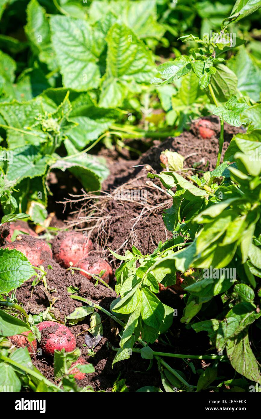 Fresh potato harvest. Organic potatoes in the field, harvesting ...