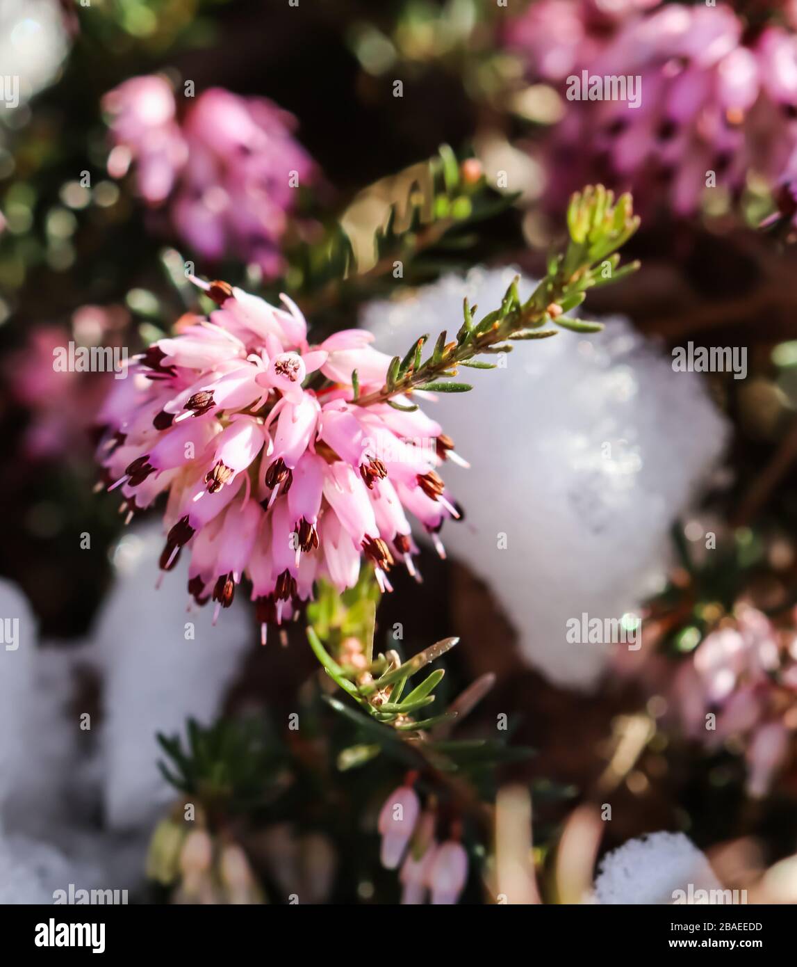 Blooming pink Erica carnea flowers (Winter Heath) and snow in the ...