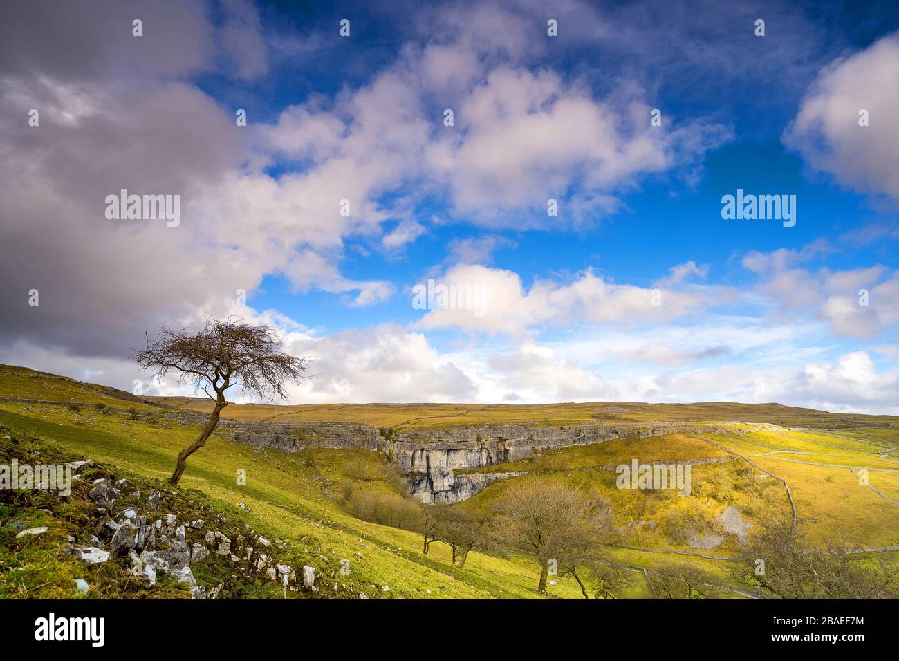 A lone tree looks over the spectacular Malham Cove a large curved ...