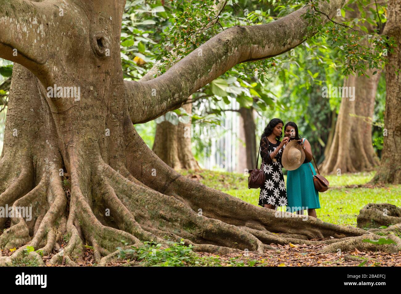 Kandy botanical gardens hi-res stock photography and images - Alamy