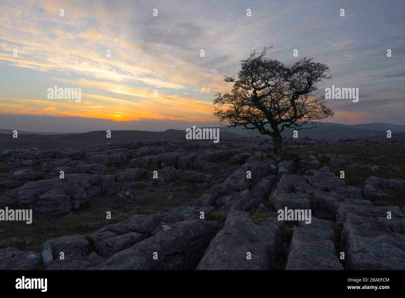 A tree sits on Winskill Stones above settle , North Yorkshire Stock ...
