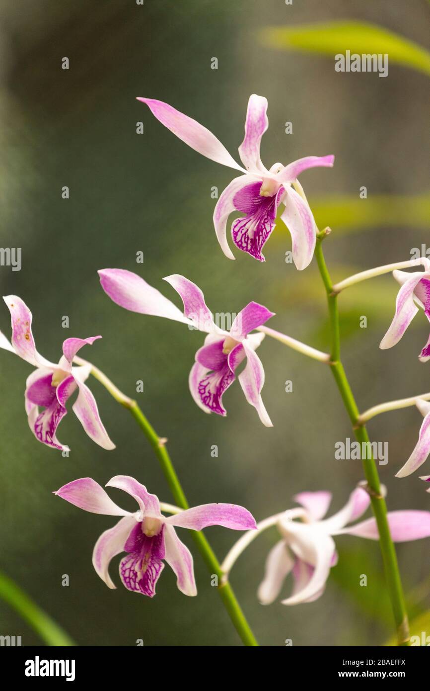 Flowers in the Royal Botanical Gardens near Kandy, Sri Lanka Stock ...
