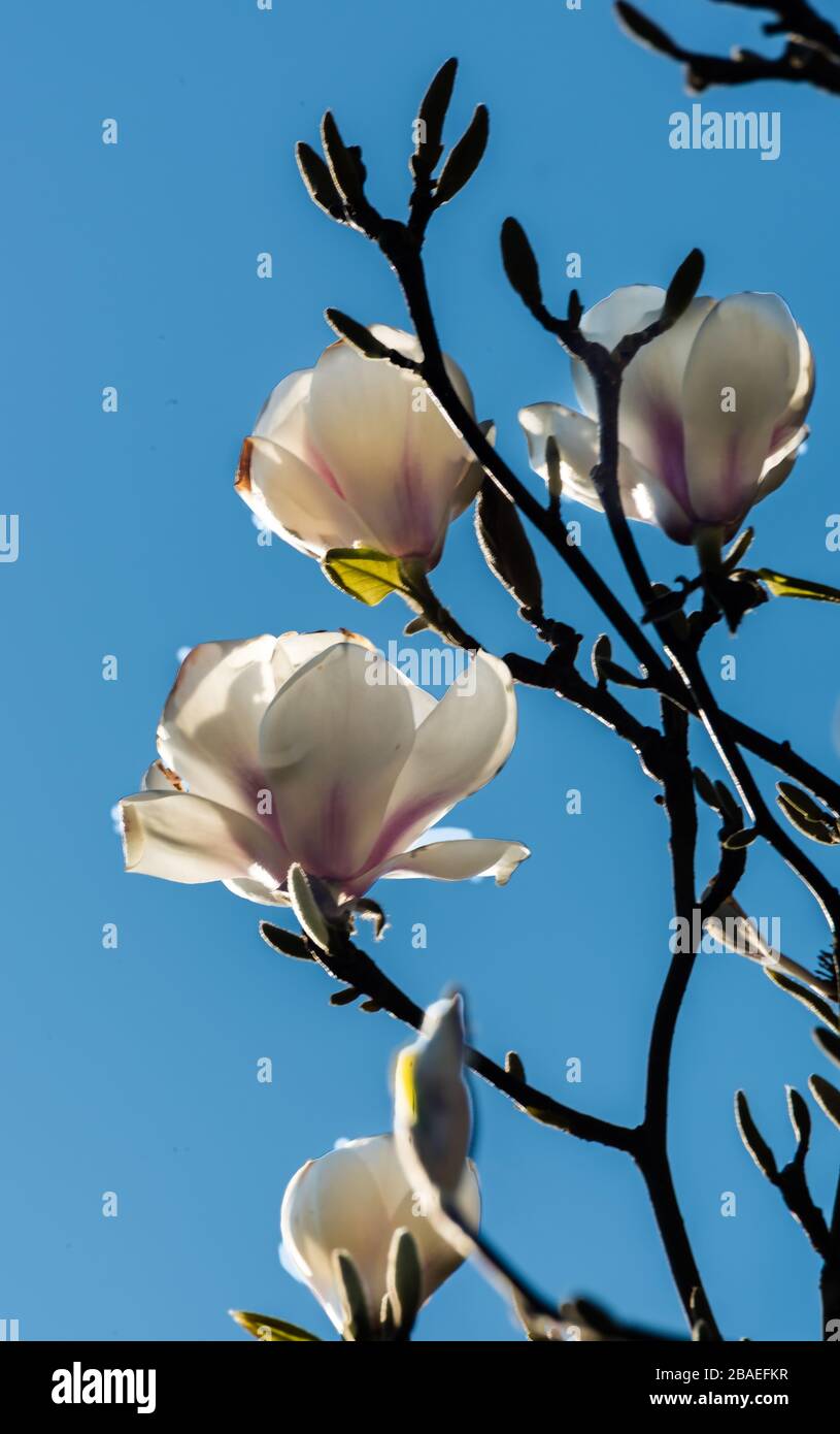 A Magnificent Magnolia growing in a Country Garden Stock Photo - Alamy