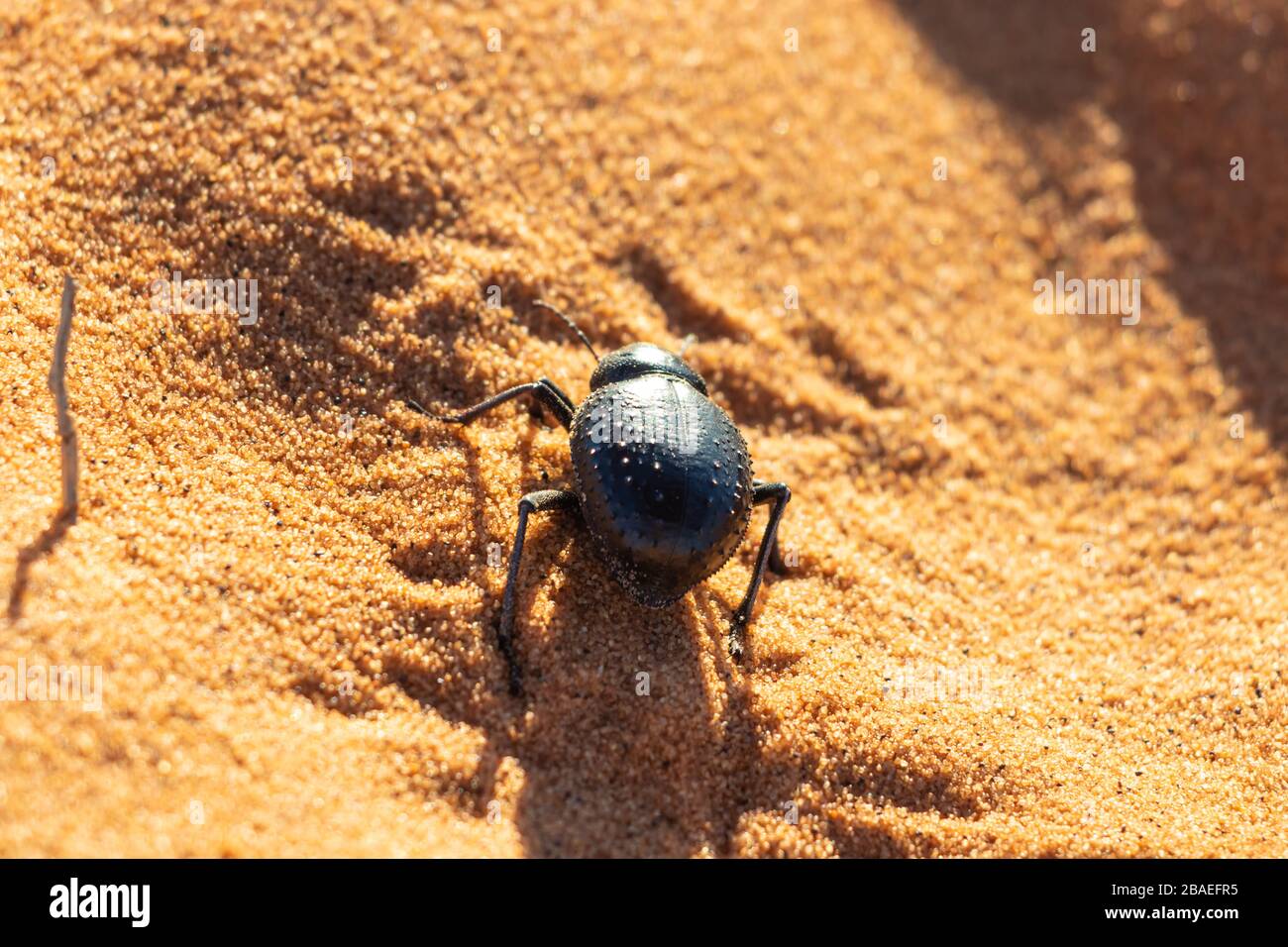 Sahara beetle hi-res stock photography and images - Alamy