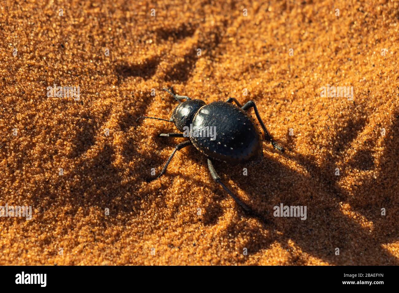 Sahara beetle hi-res stock photography and images - Alamy