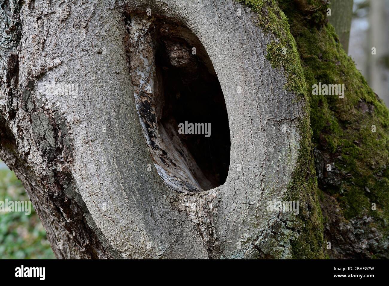 The big hollow hi-res stock photography and images - Alamy