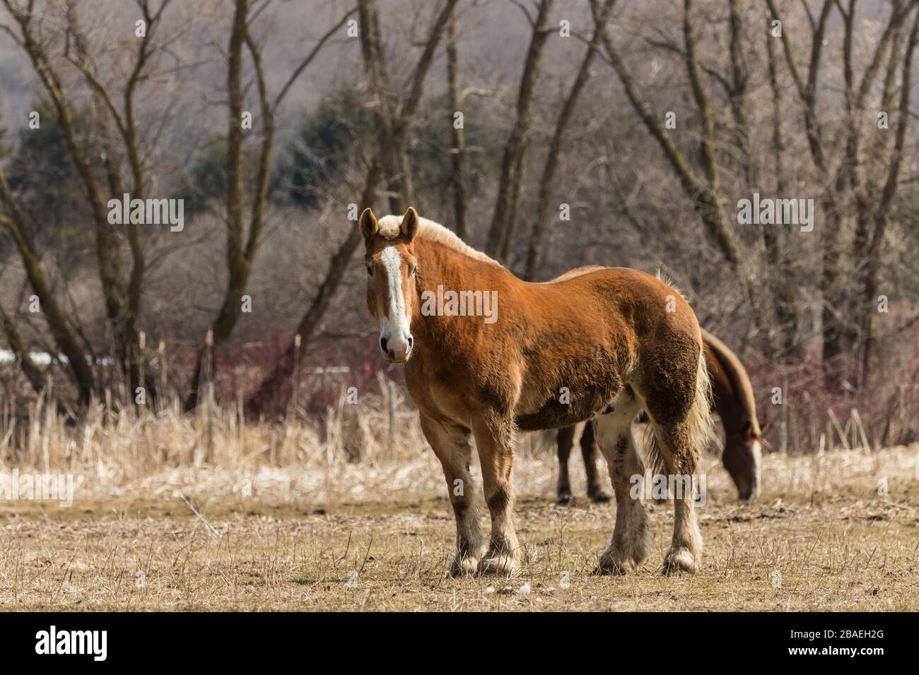 Belgian beautiful heavy draft horse in the corral Stock Photo - Alamy
