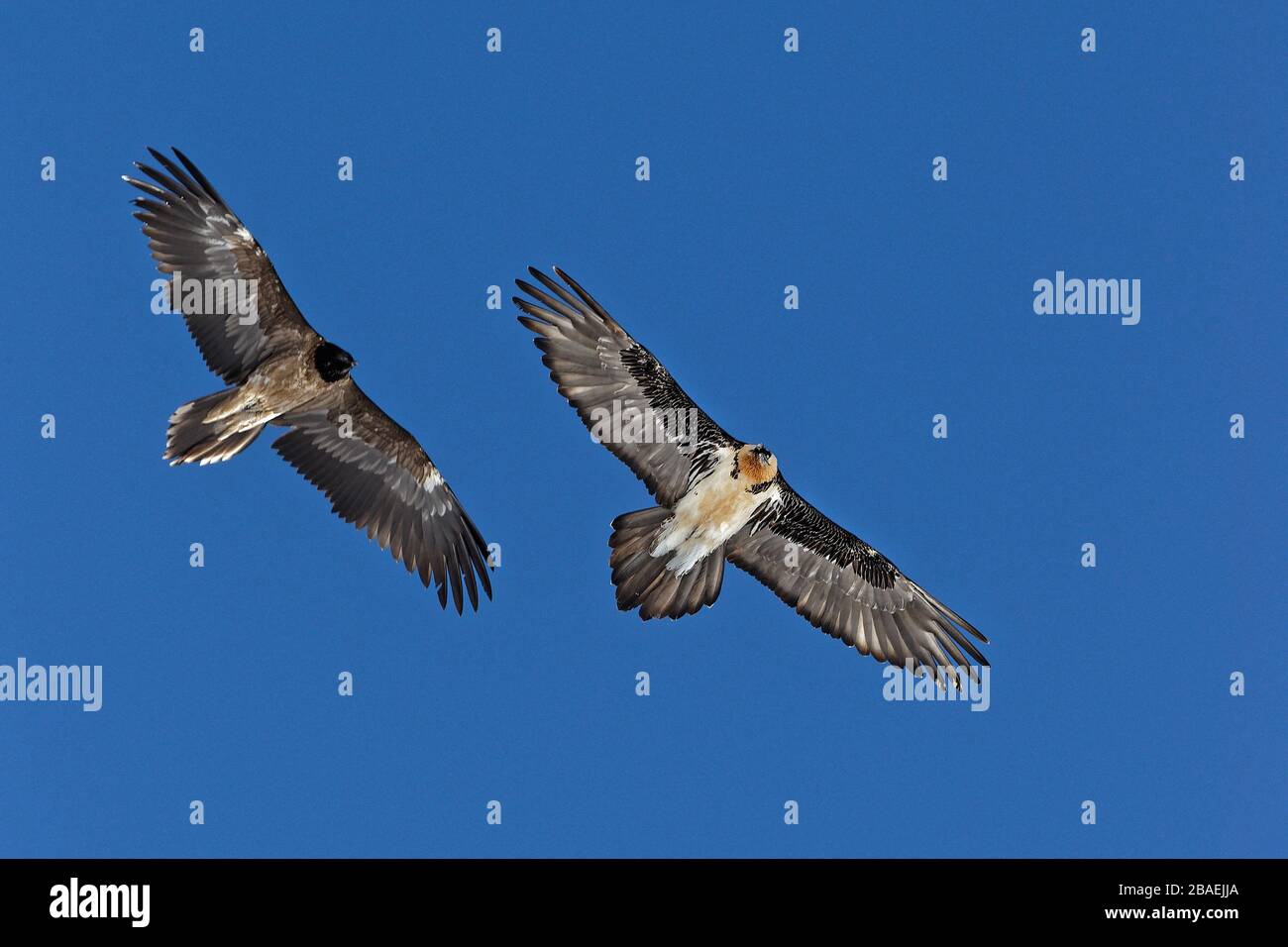 Beautiful couple vulture bird hi-res stock photography and images - Alamy