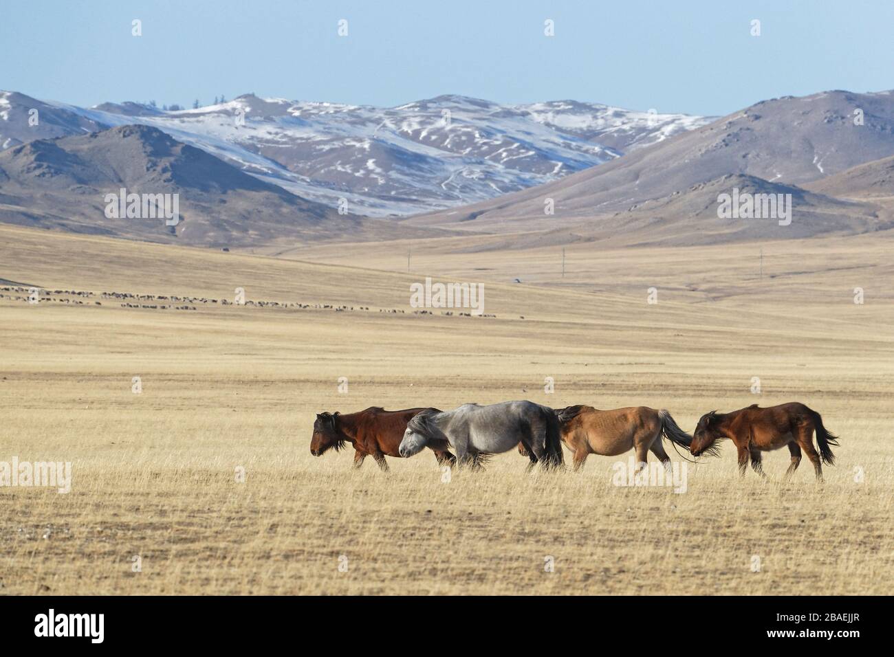 Wild horses herd in the Mongolian steppe Stock Photo - Alamy