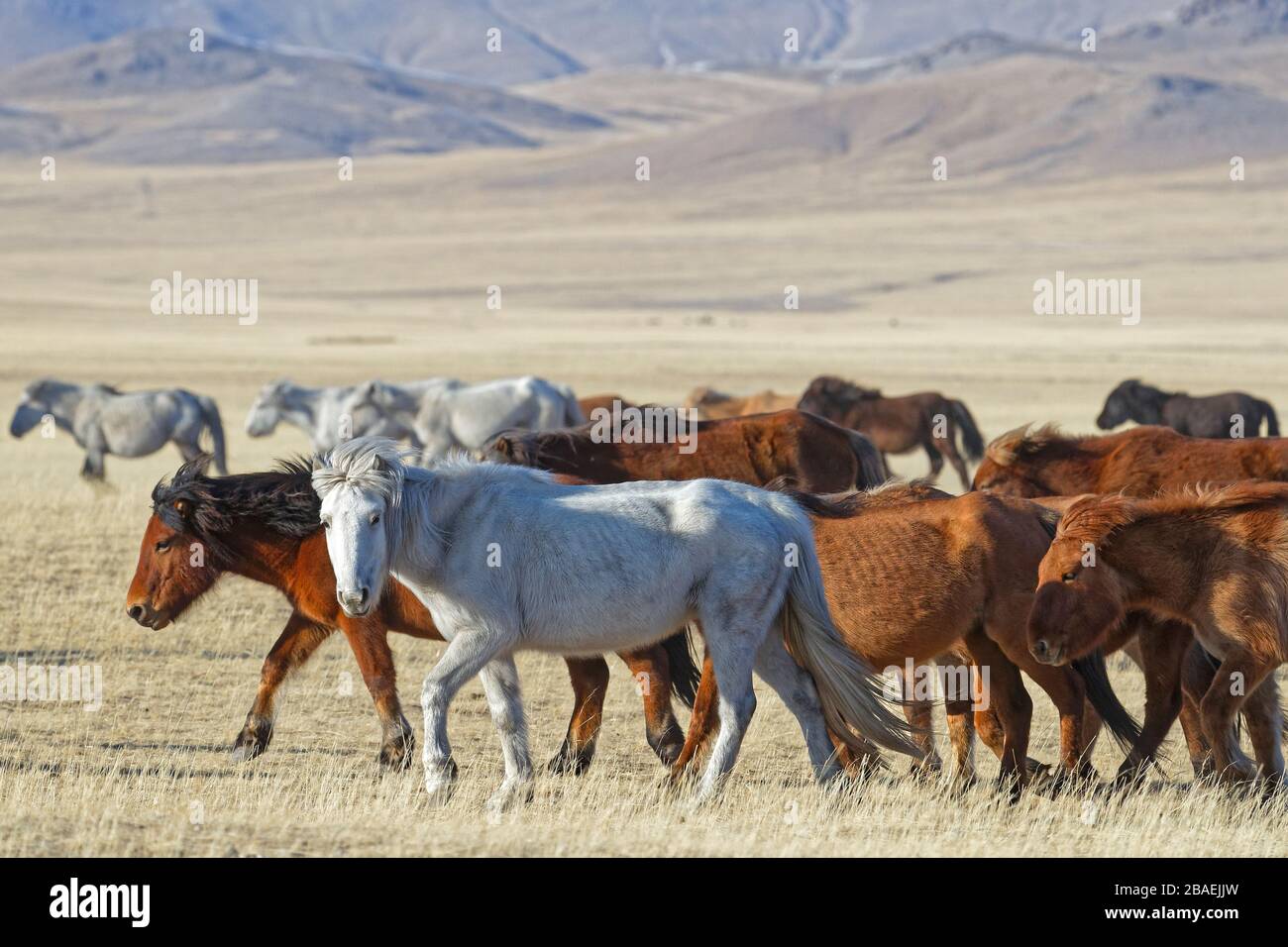 Wild horses herd in the Mongolian steppe Stock Photo - Alamy