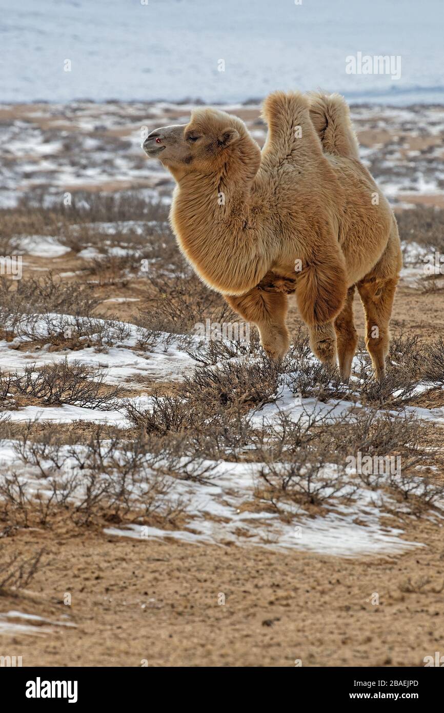 Bactrian camel in cold desert hi-res stock photography and images - Alamy