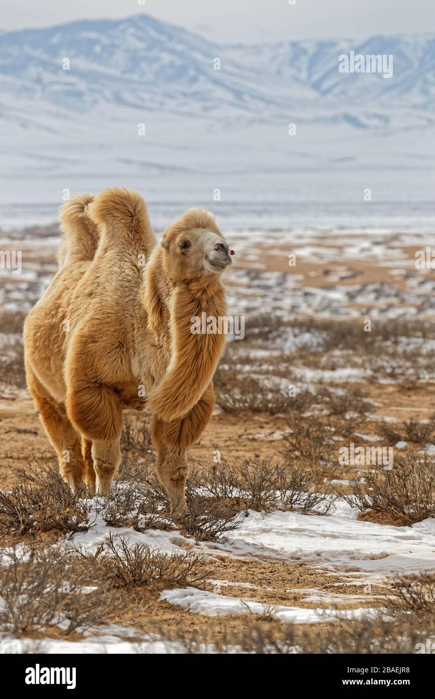 Gobi desert winter camel hi-res stock photography and images - Alamy