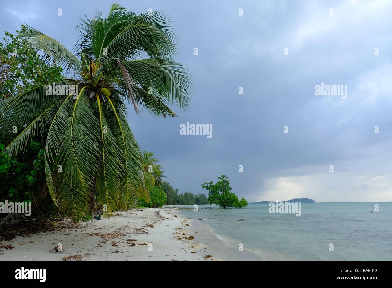 Benan Island Indonesia - Coastal palm trees Stock Photo - Alamy