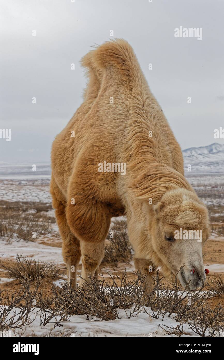 Gobi desert winter camel hi-res stock photography and images - Alamy