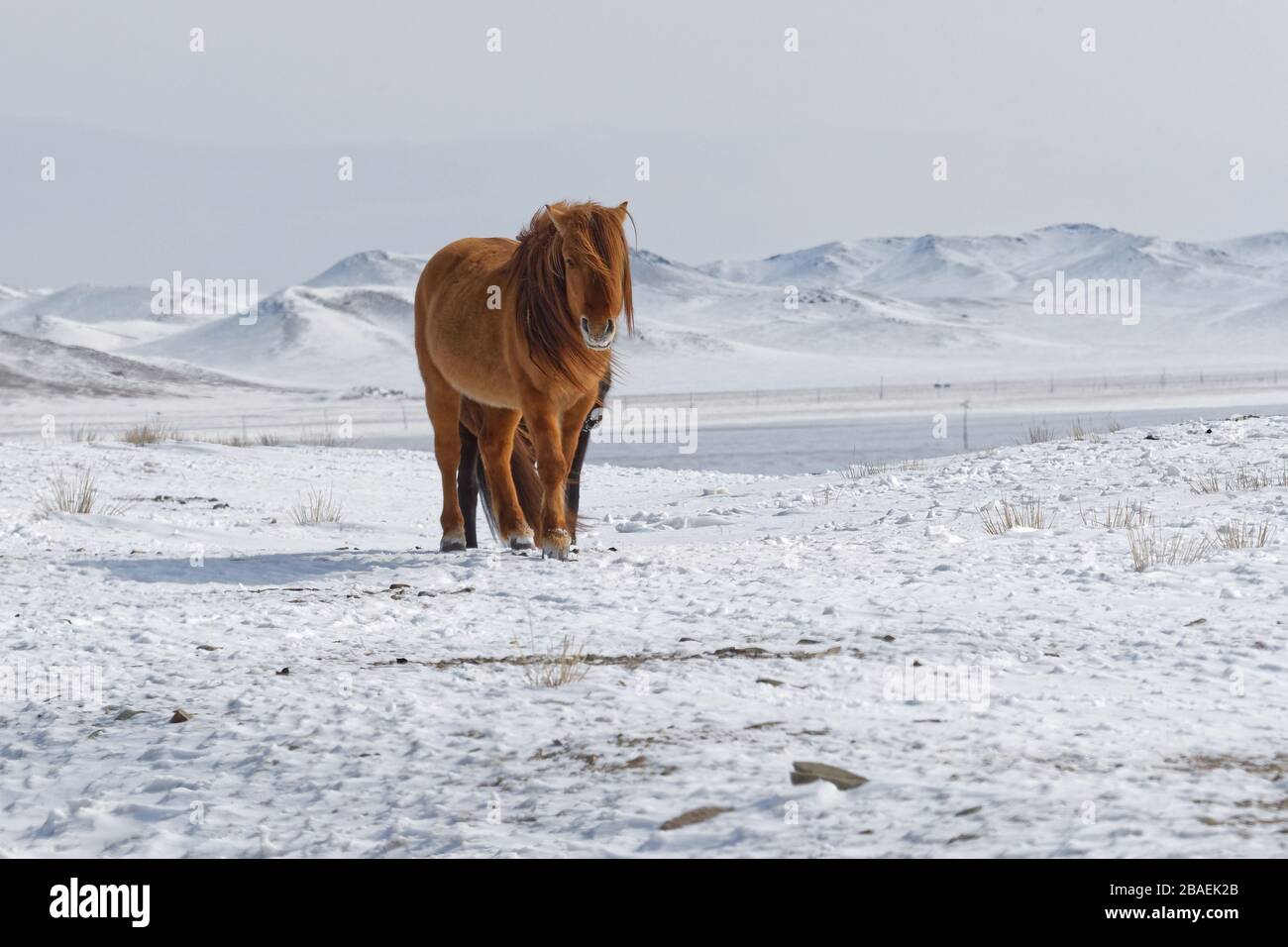 Wild horse in the snow of the Mongolian steppe Stock Photo - Alamy