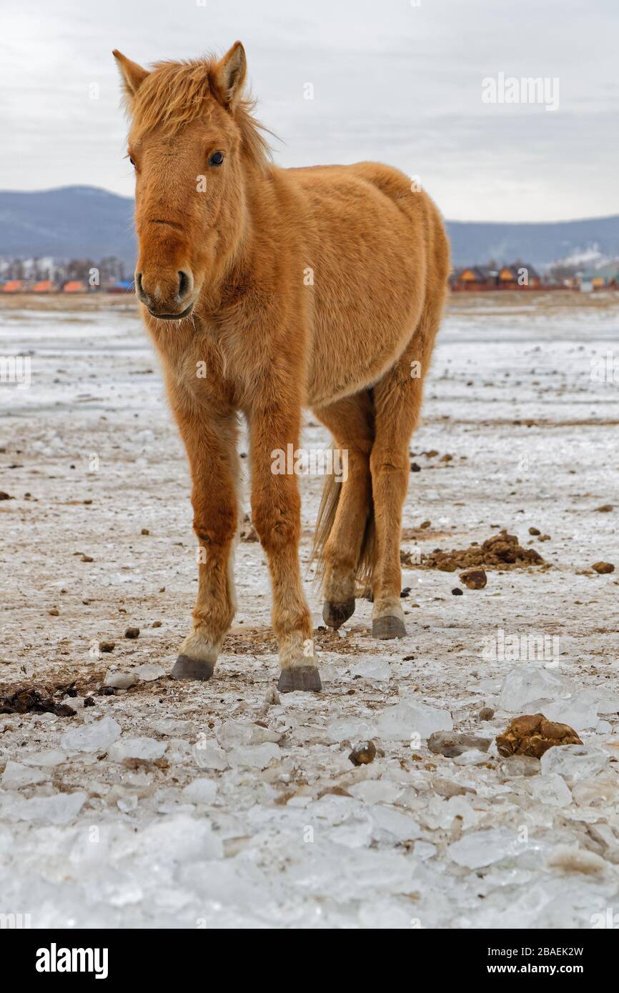 Foal in the snow hi-res stock photography and images - Alamy