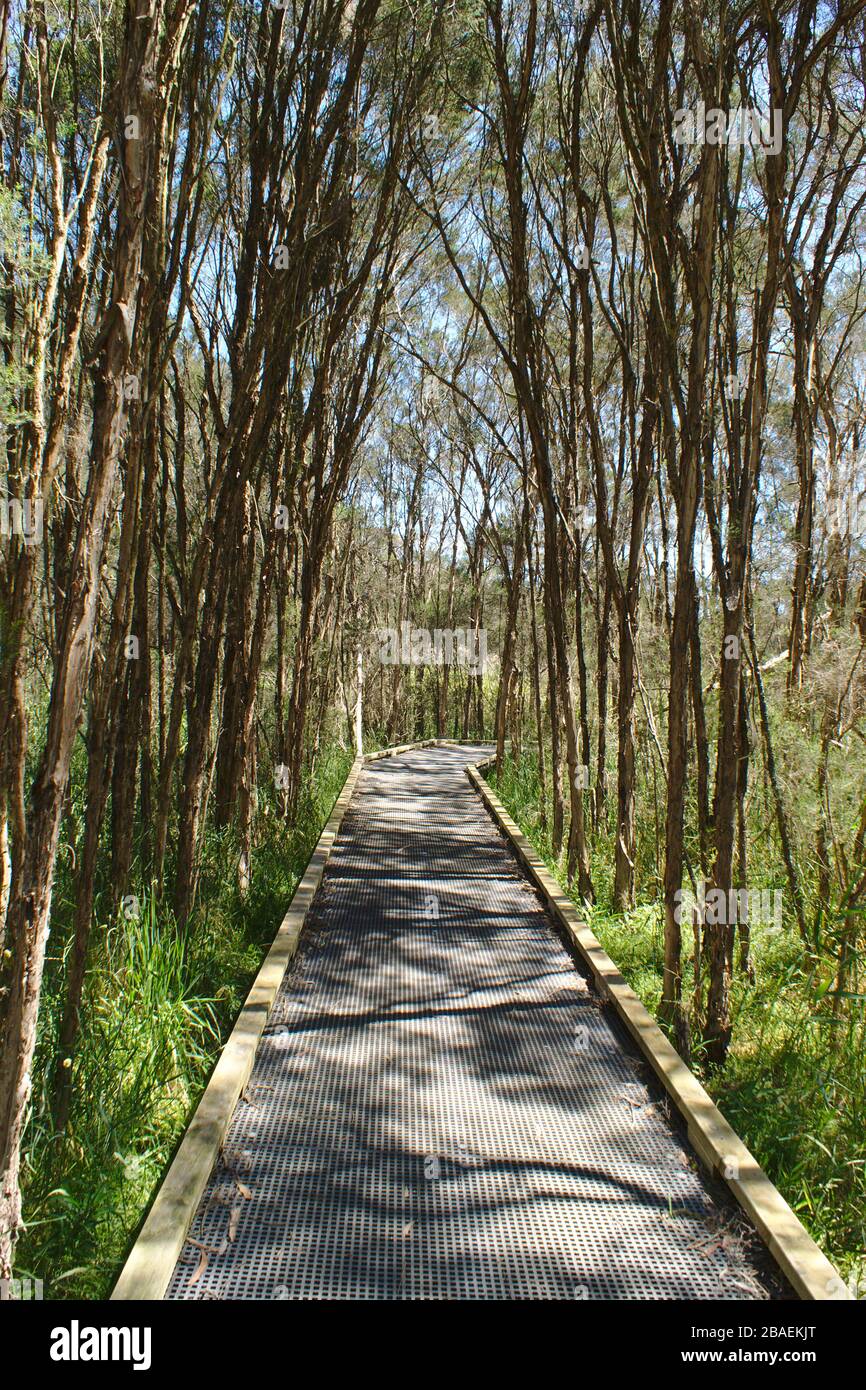 Walking path in forest surrounded with thin tall trees Stock Photo - Alamy
