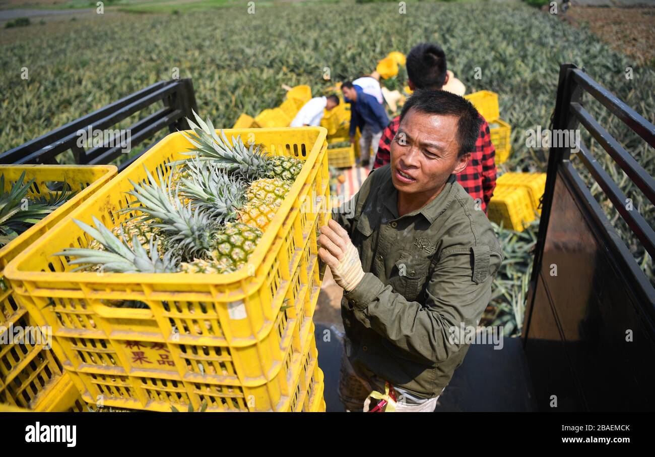 Truck of pineapples hi-res stock photography and images - Alamy