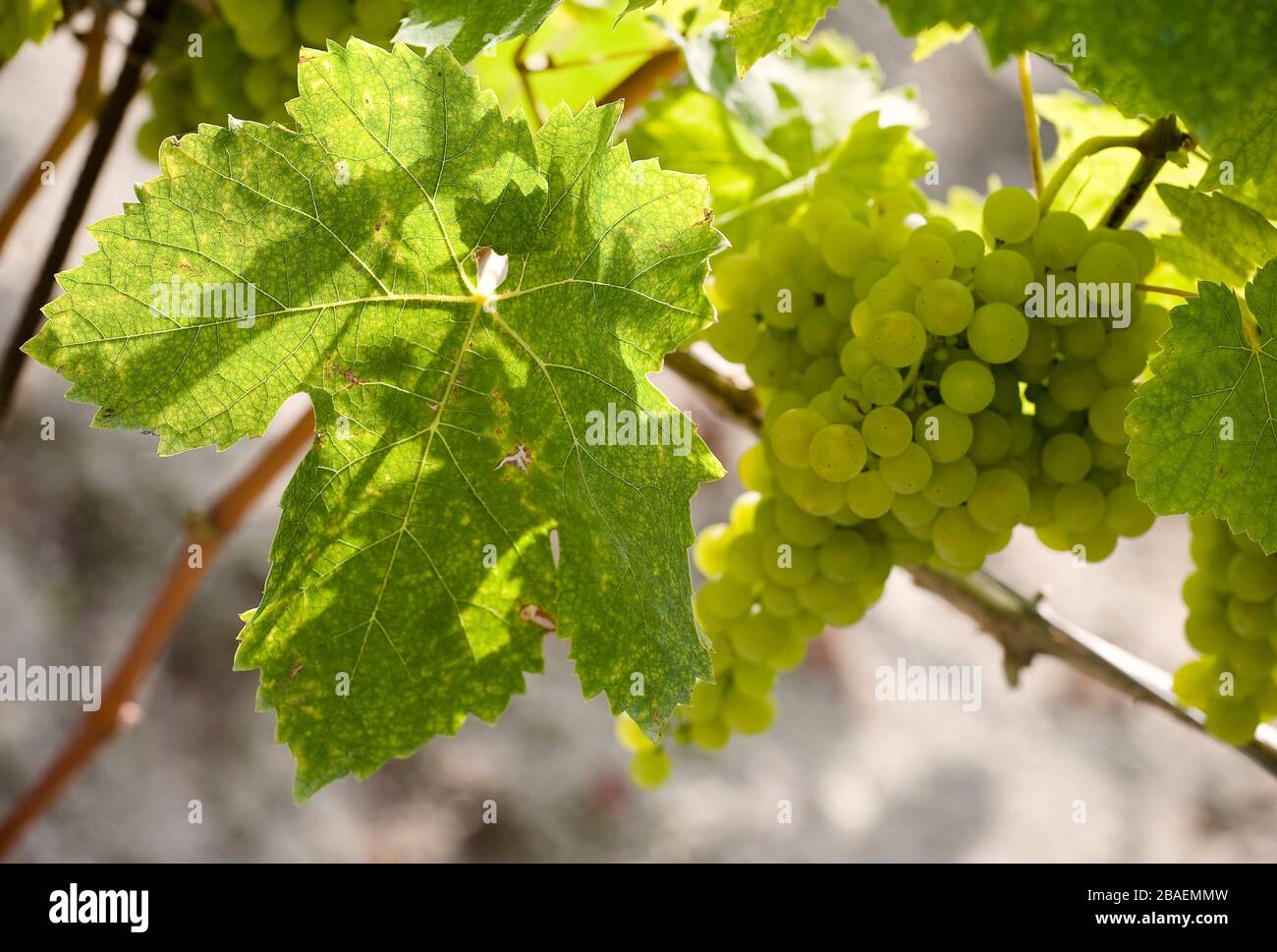 Wine country,Ischia Island,Campania,Naples,Italy,Europe Stock Photo - Alamy