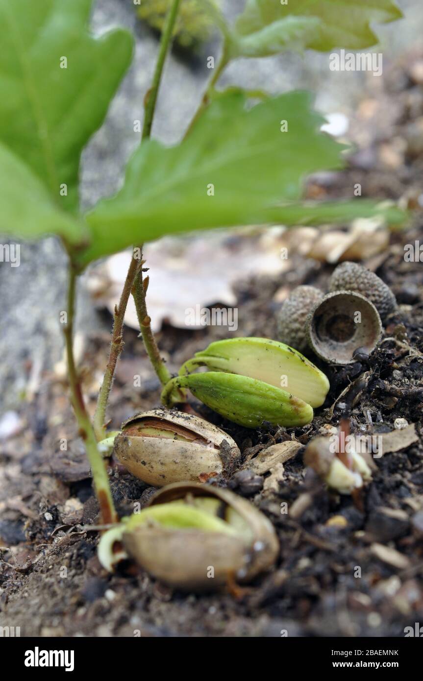 Oak seedlings hi-res stock photography and images - Alamy