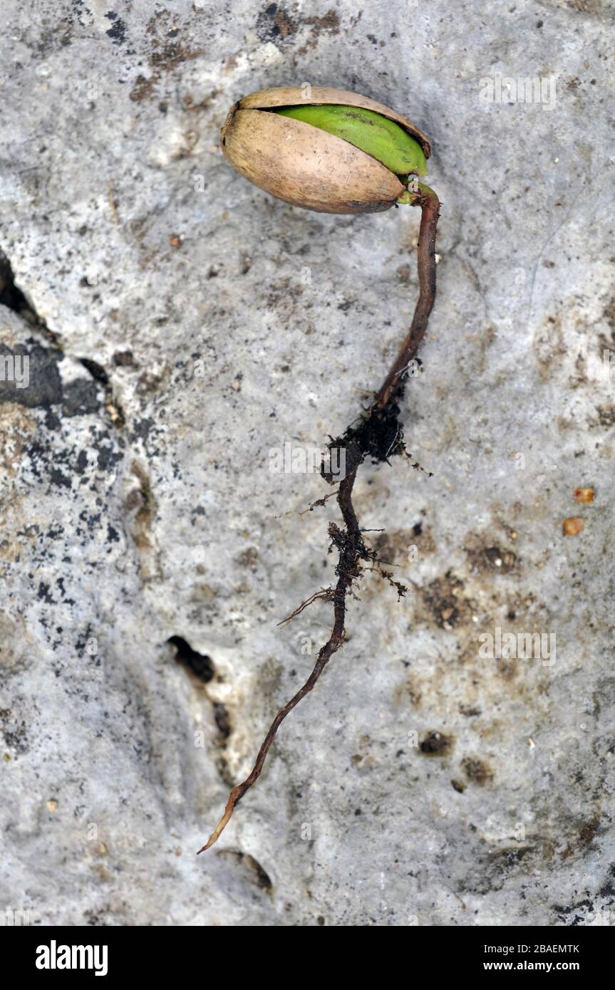 Acorn seedling with roots hi-res stock photography and images - Alamy