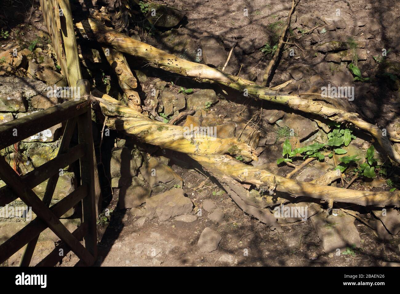 Trodden ground hi-res stock photography and images - Alamy